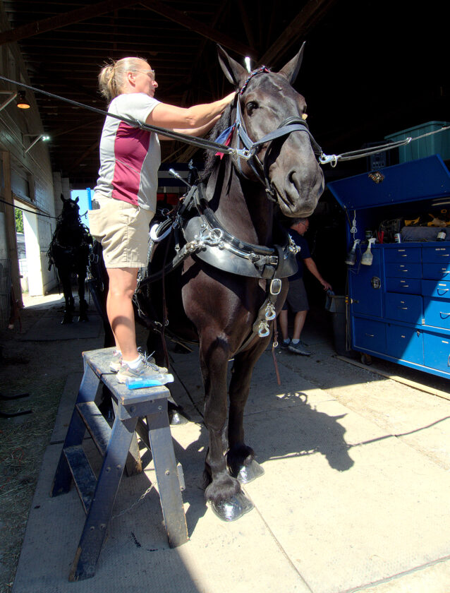 Teams compete at Britt Draft Horse Show | News, Sports, Jobs - Farm News